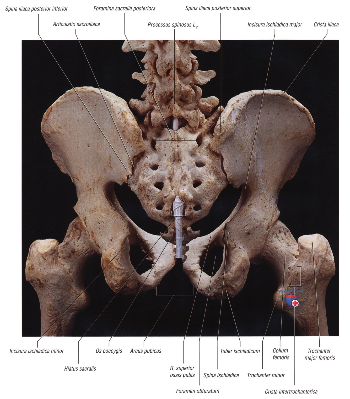 Тазовый пояс - с точки зрения клинической анатомии